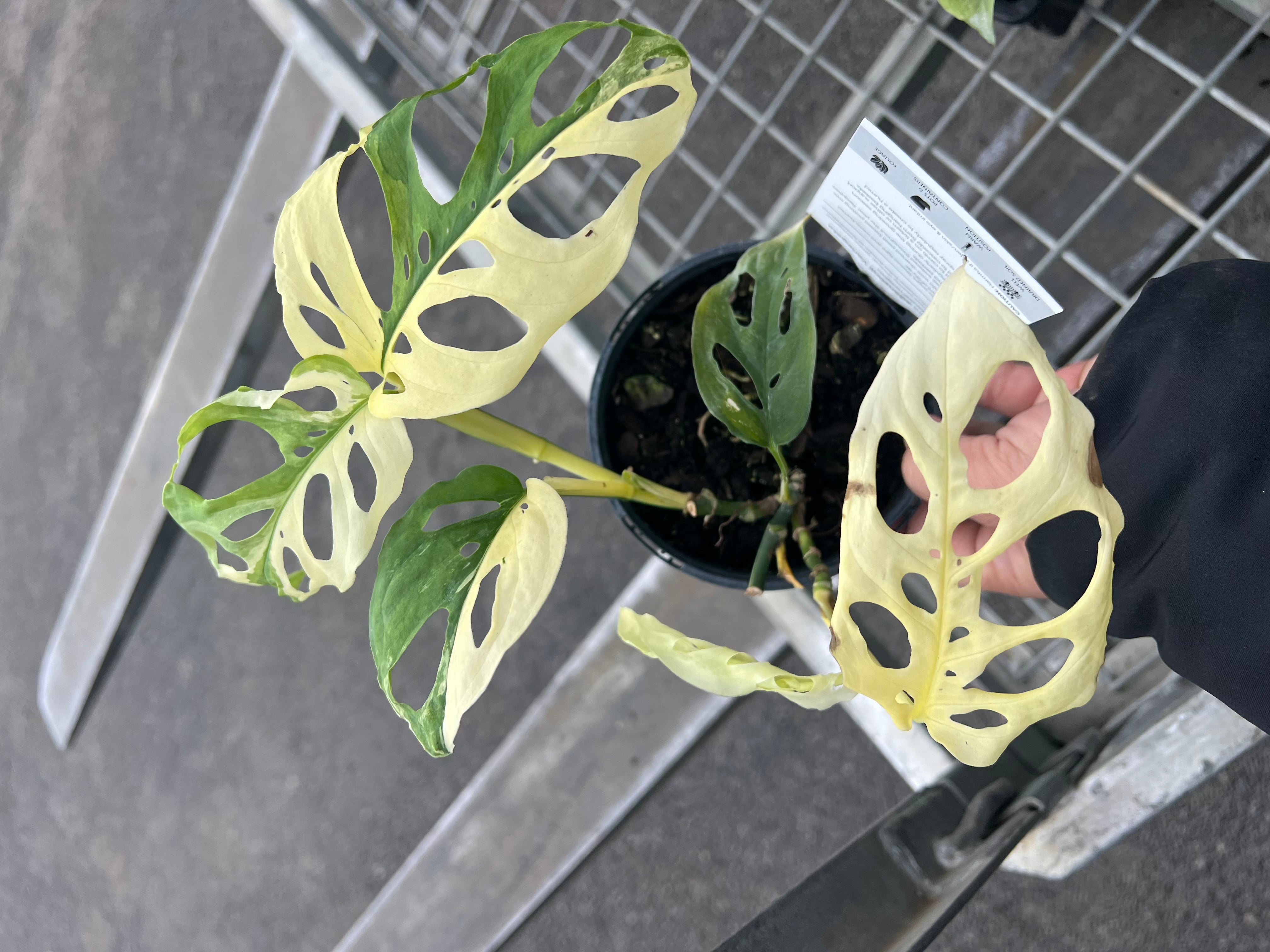 Rare and Collector Plants – Sugarloaf Greenery