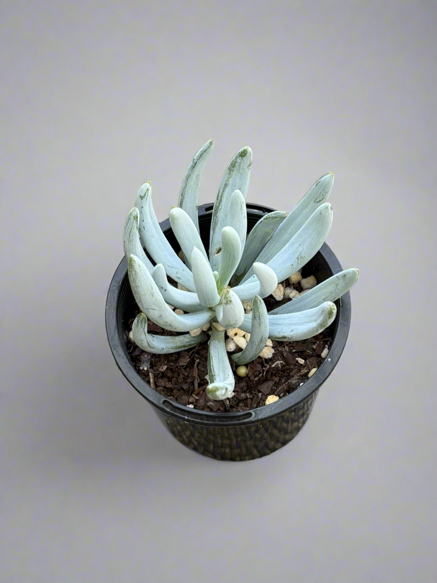Senecio Dwarf Blue Sticks – Sugarloaf Greenery