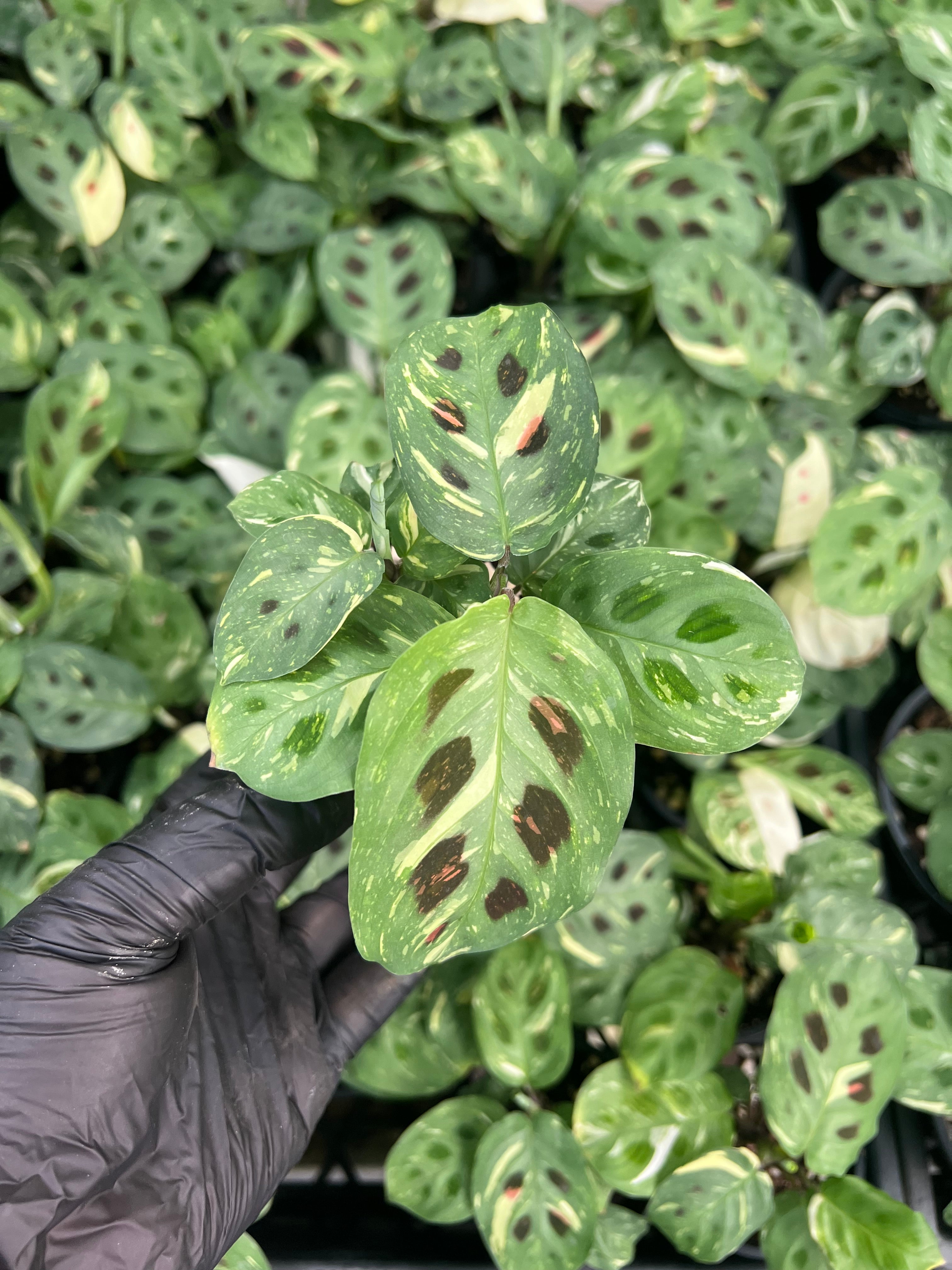 Maranta leuconeura kerchoveana variegated – Sugarloaf Greenery