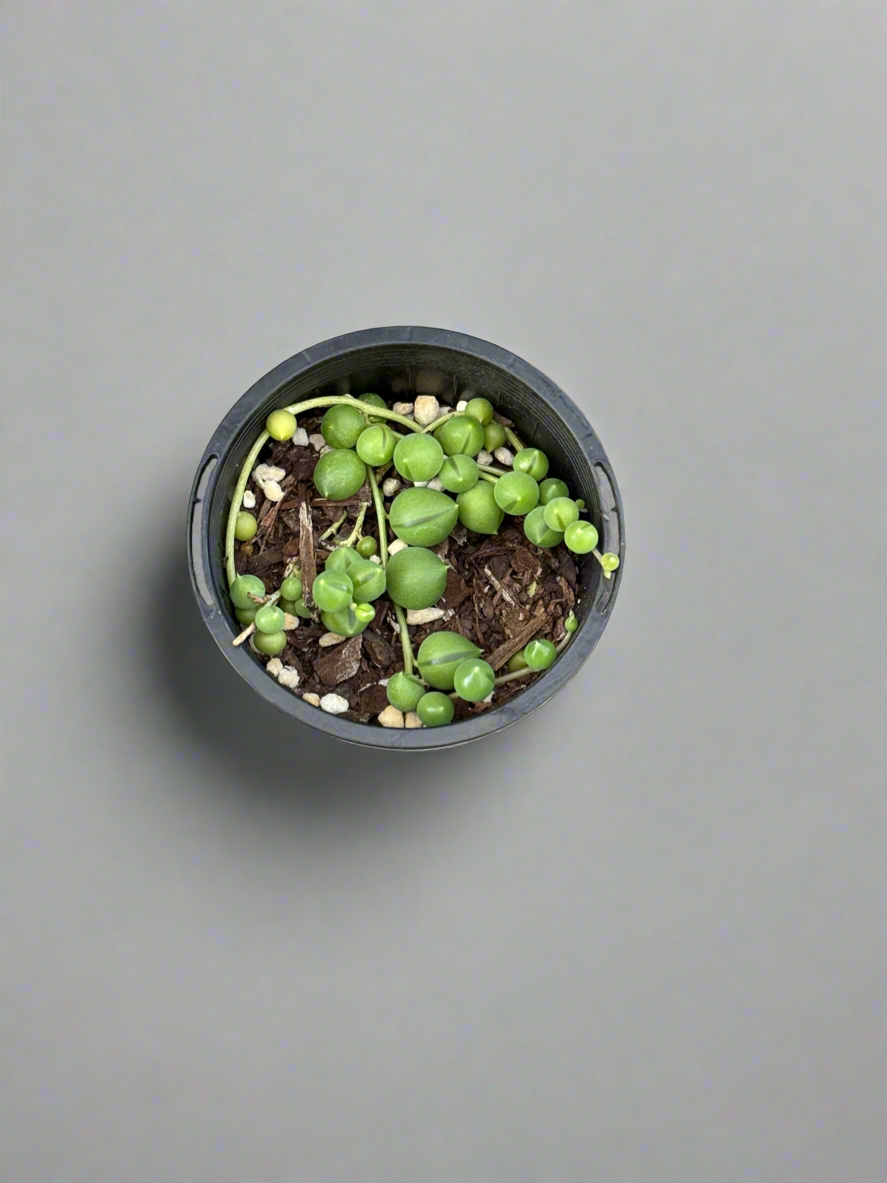 Senecio String of Pearls – Sugarloaf Greenery