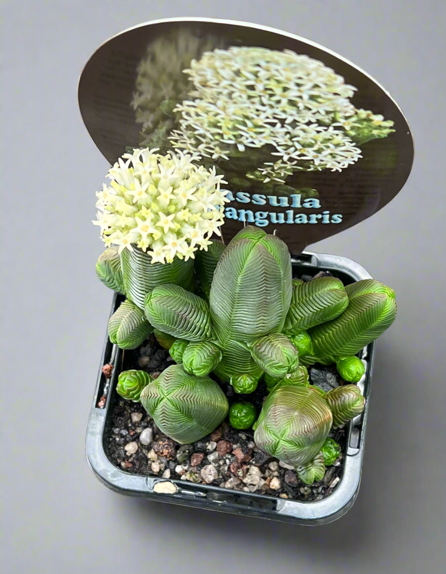 Crassula quadrangularis – Sugarloaf Greenery