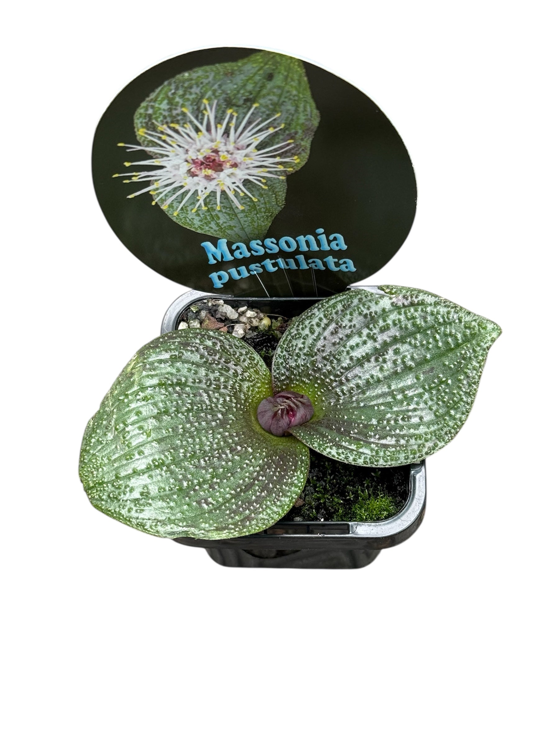 Massonia pustulata – Sugarloaf Greenery