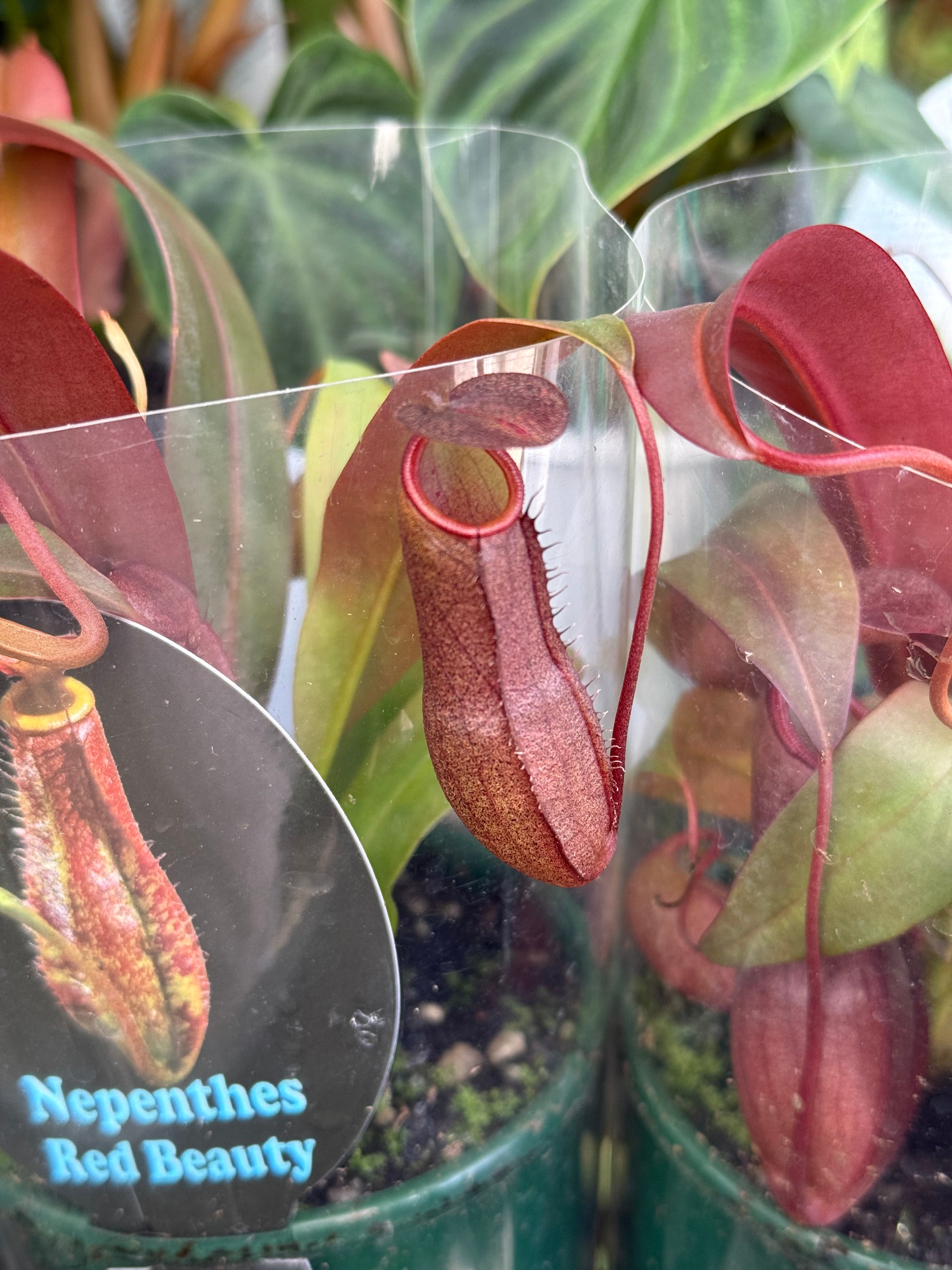 Nepenthes Red – Sugarloaf Greenery