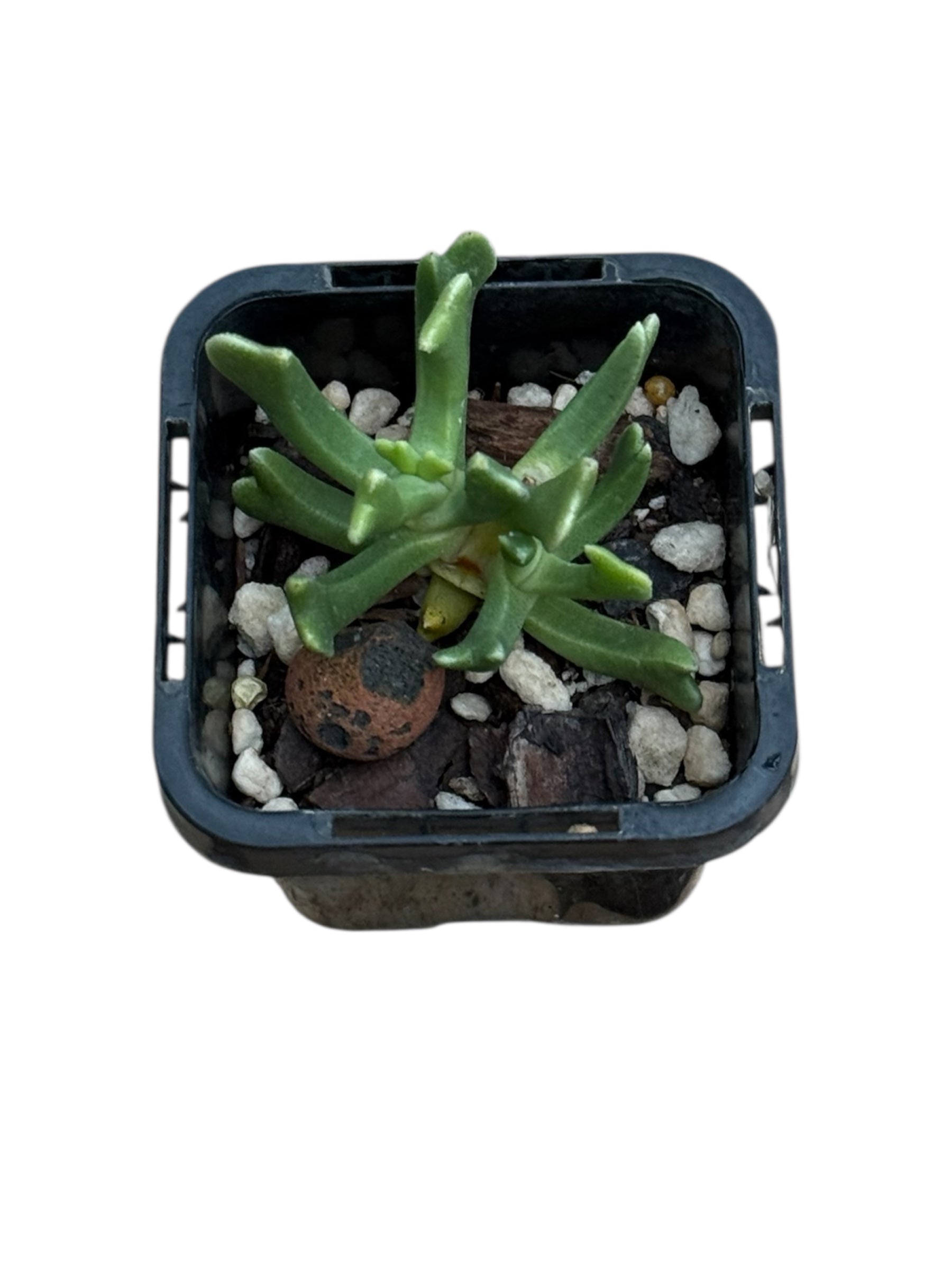 Rhombophyllum dolabriforme - Elkhorn Plant – Sugarloaf Greenery