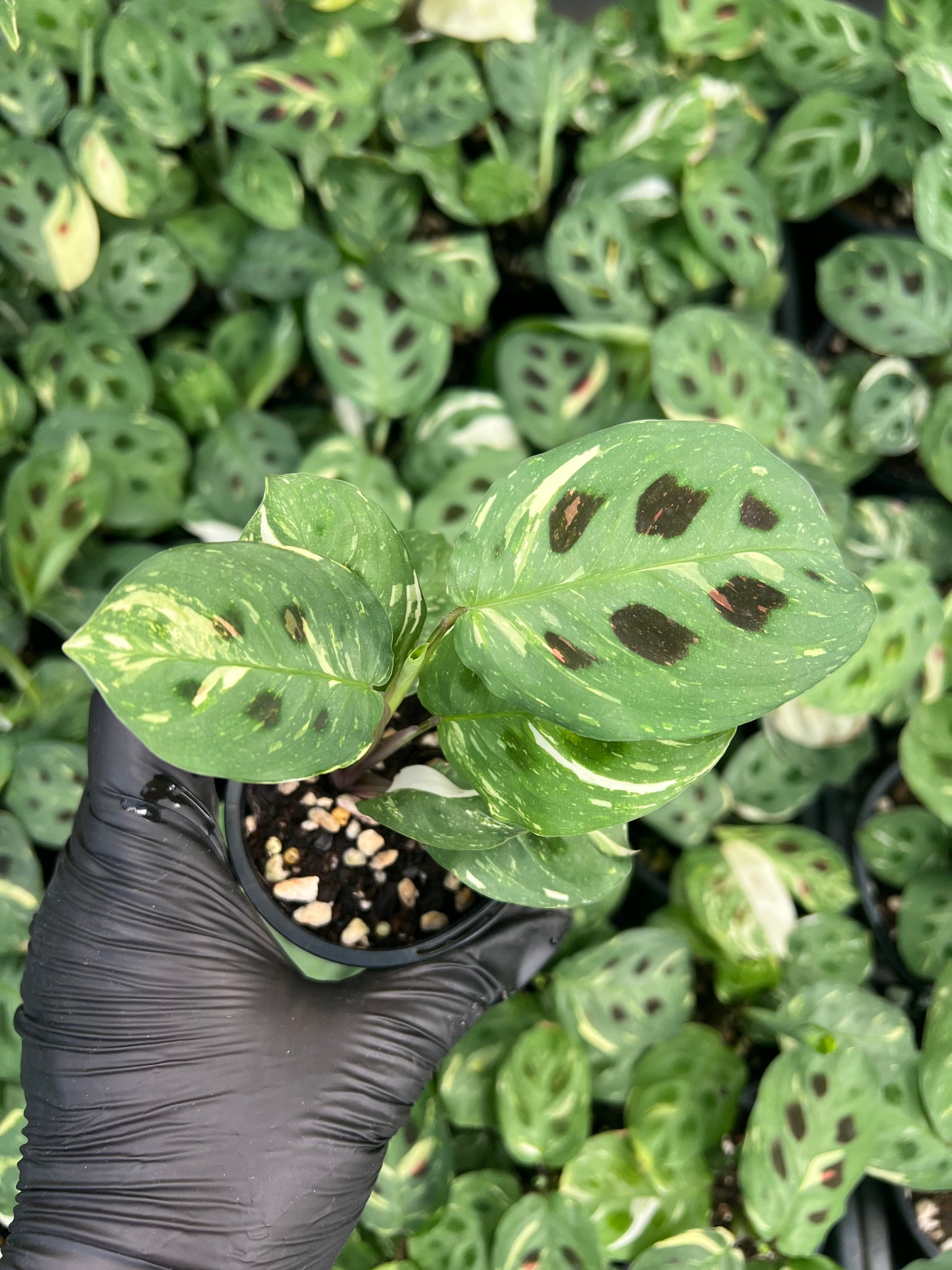 Maranta leuconeura kerchoveana variegated – Sugarloaf Greenery