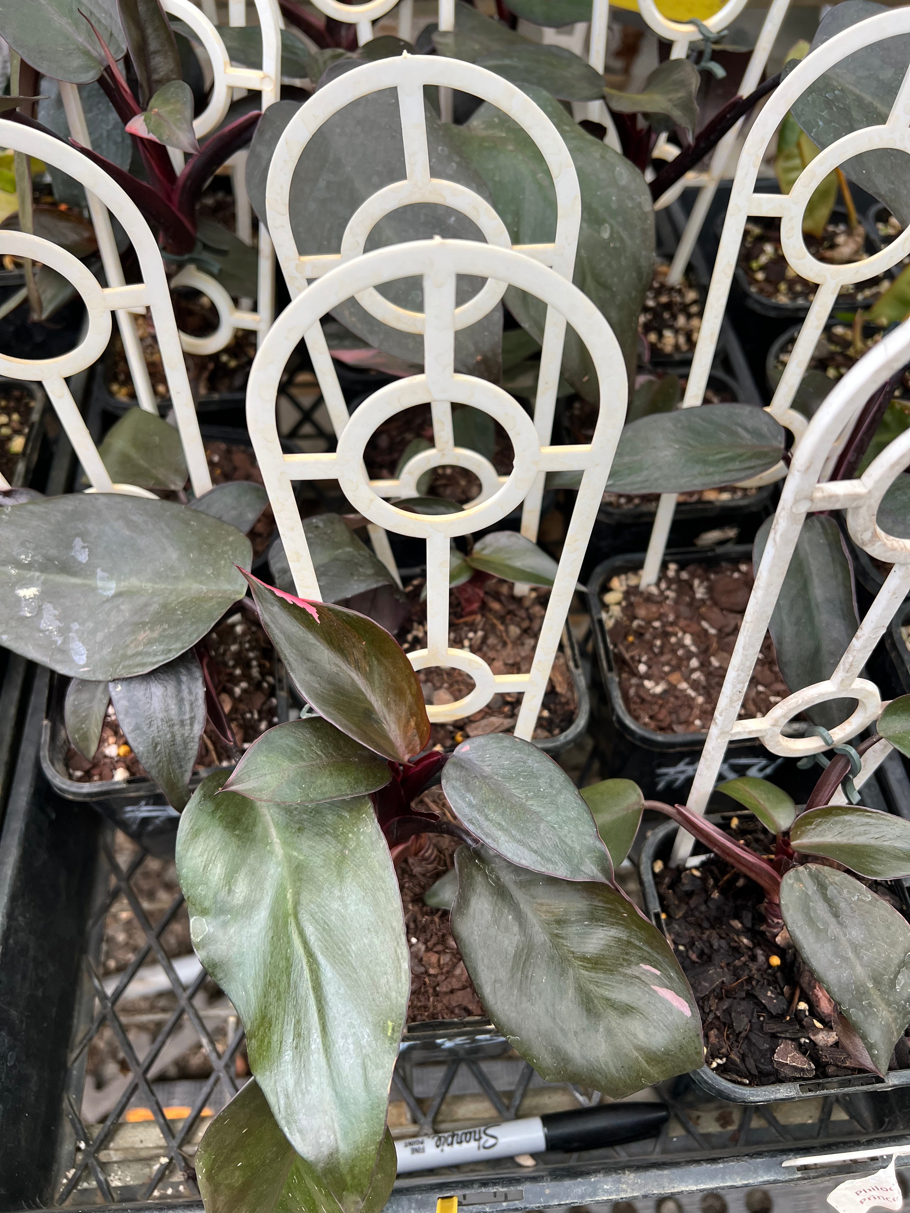 Philodendron Reverted Pink Princess – Sugarloaf Greenery