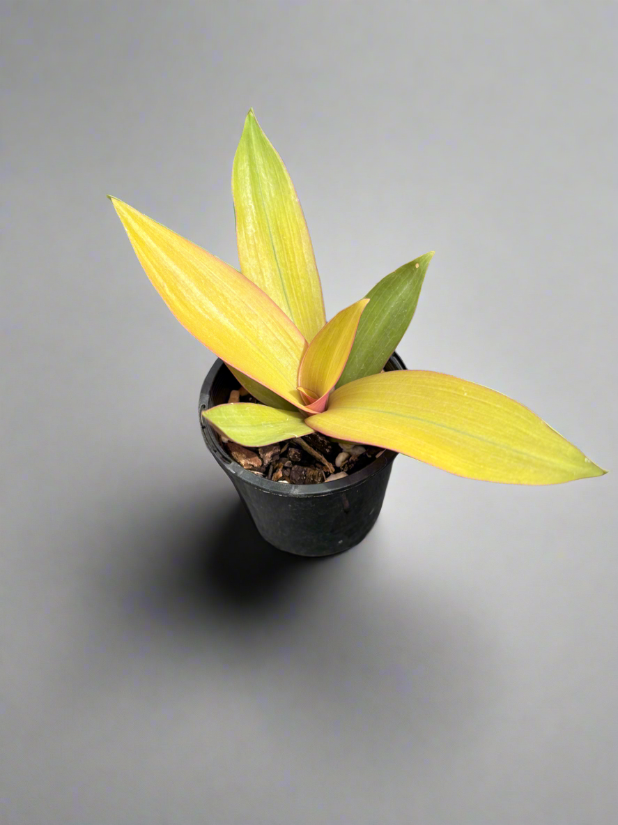 Tradescantia spathacea Rhoeo Gold – Sugarloaf Greenery