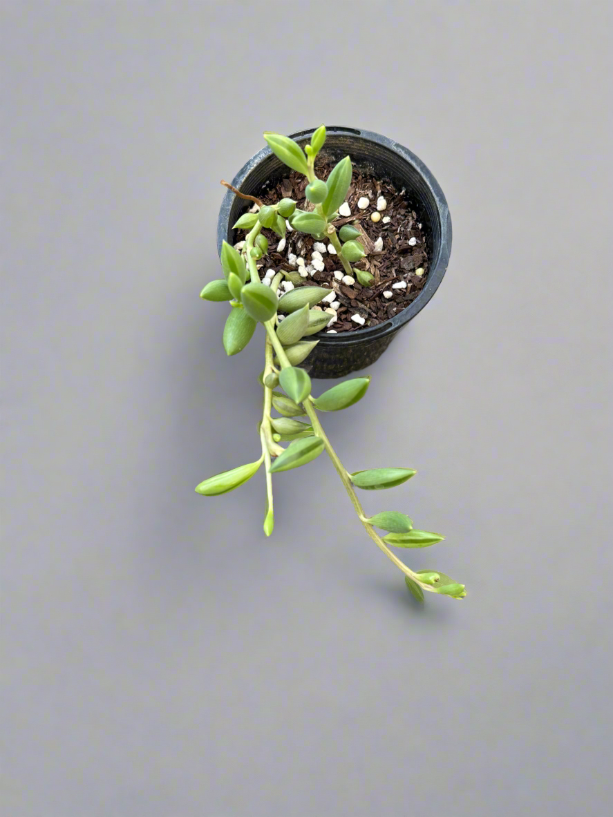 Senecio String of Tears – Sugarloaf Greenery