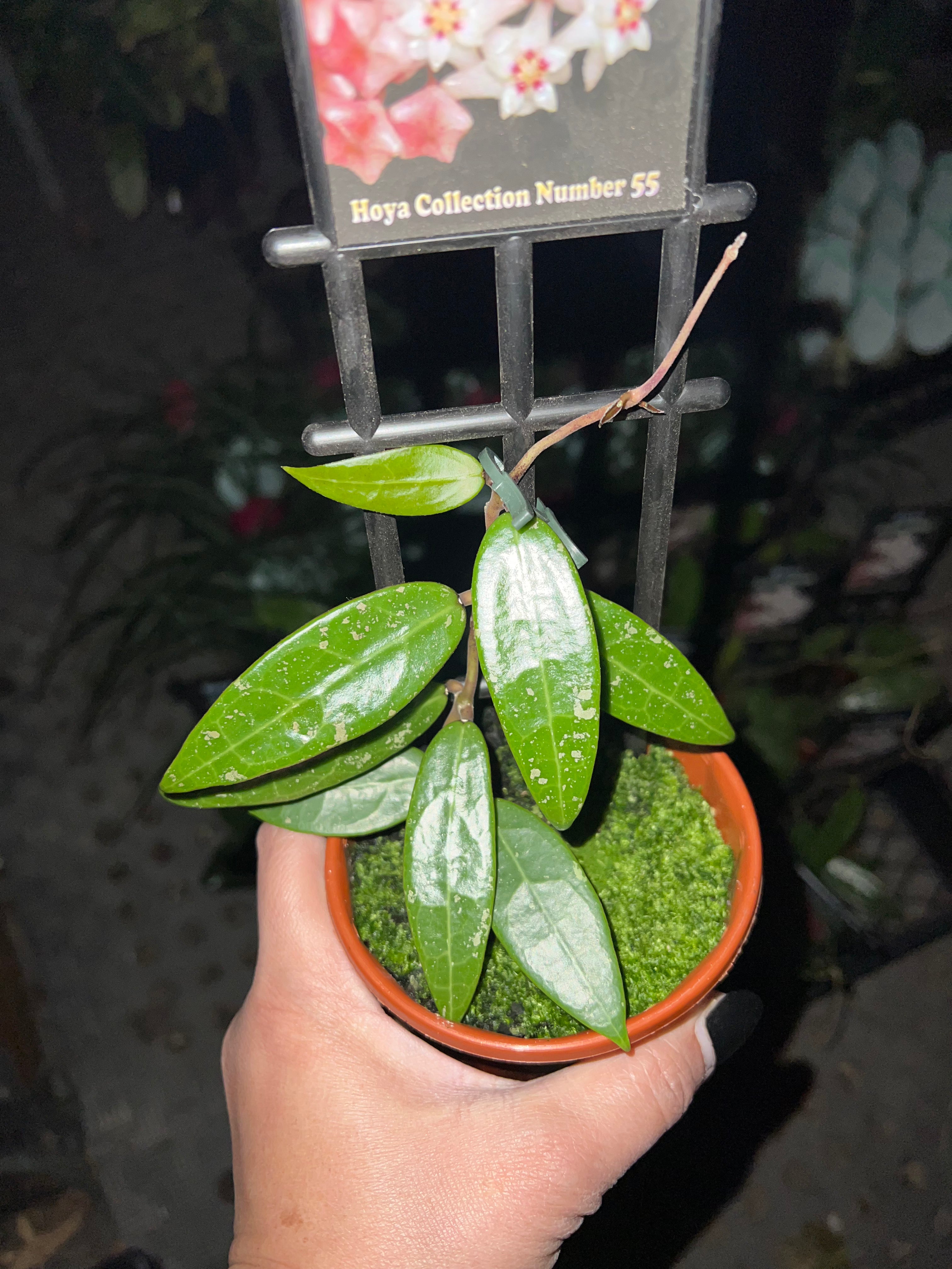 Hoya acuta 'Pink' No.55 – Sugarloaf Greenery