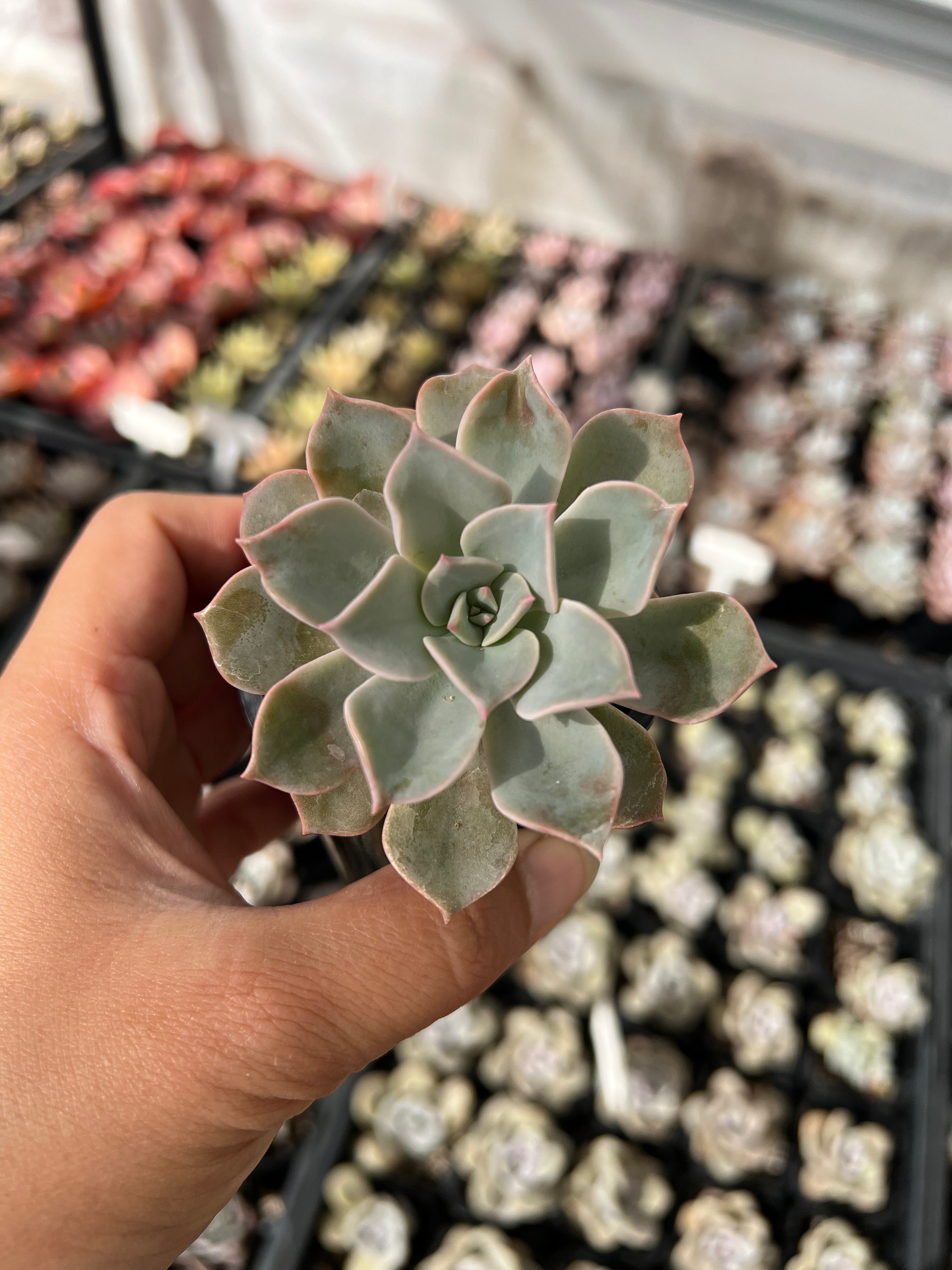 Graptoveria Coconut Ice – Sugarloaf Greenery