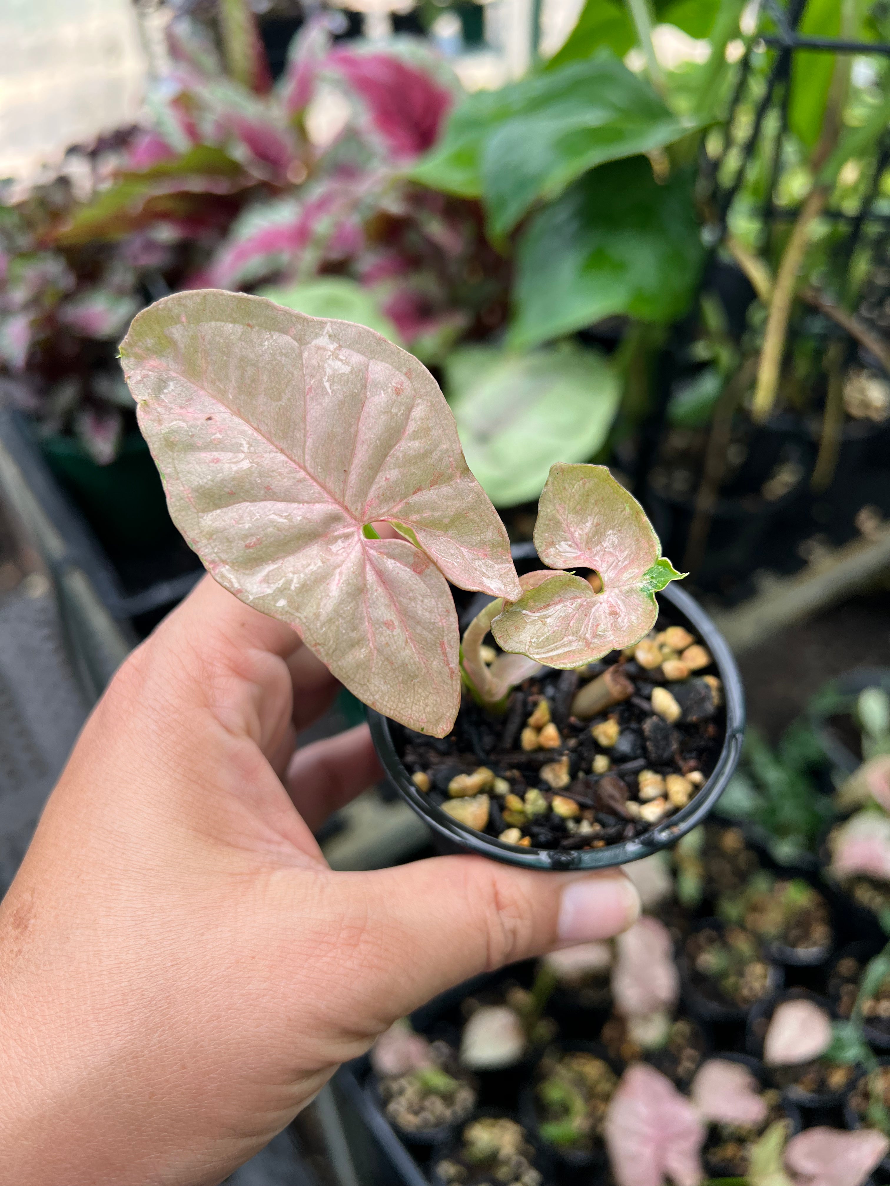 Syngonium podophyllum Pink Spot – Sugarloaf Greenery