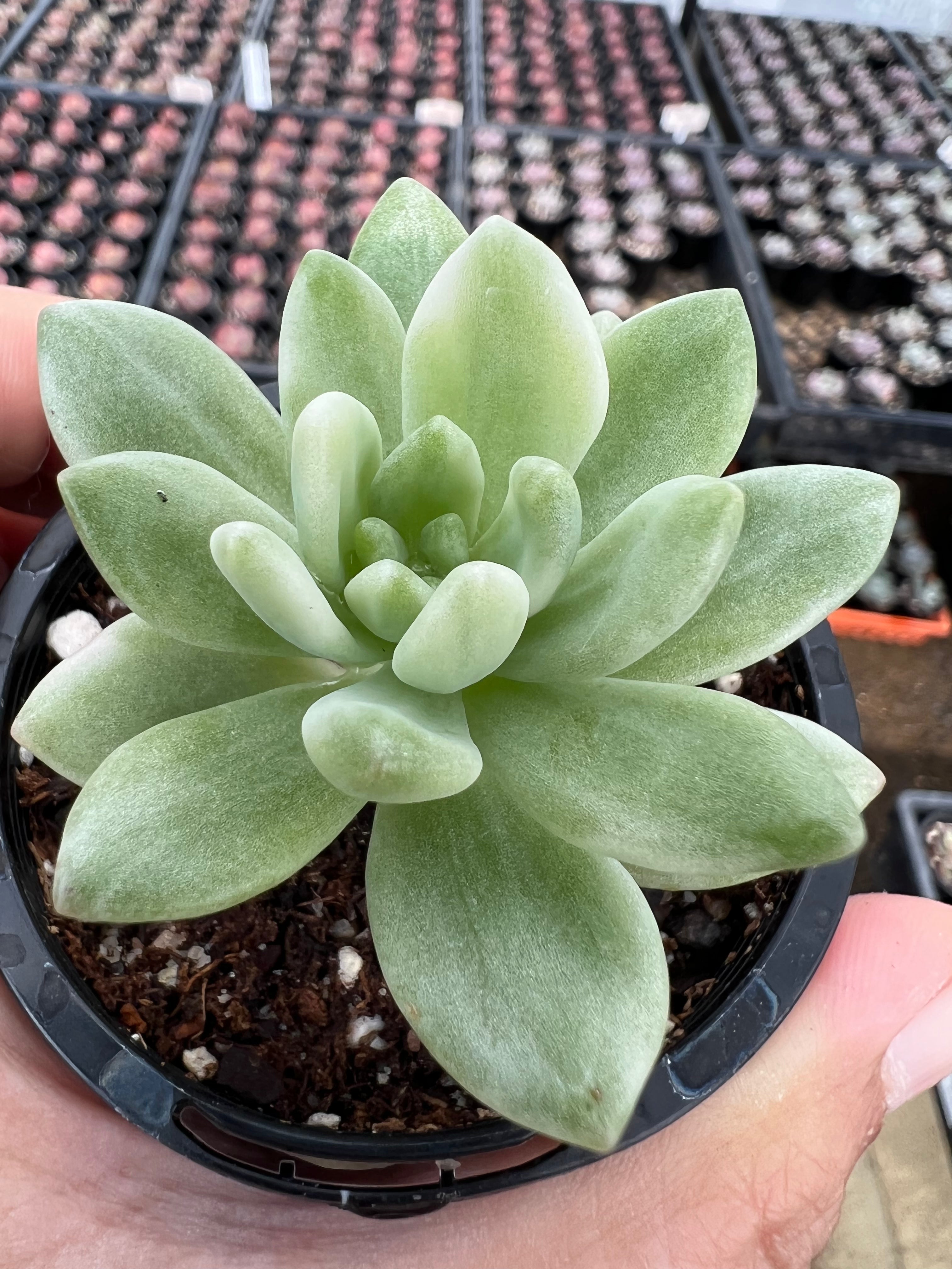 Sedeveria Mini Silk Variegata – Sugarloaf Greenery